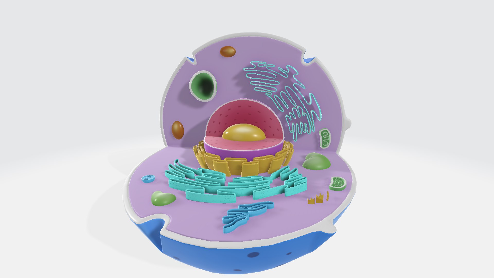 Animal Cell 3D Model - TurboSquid 2293025