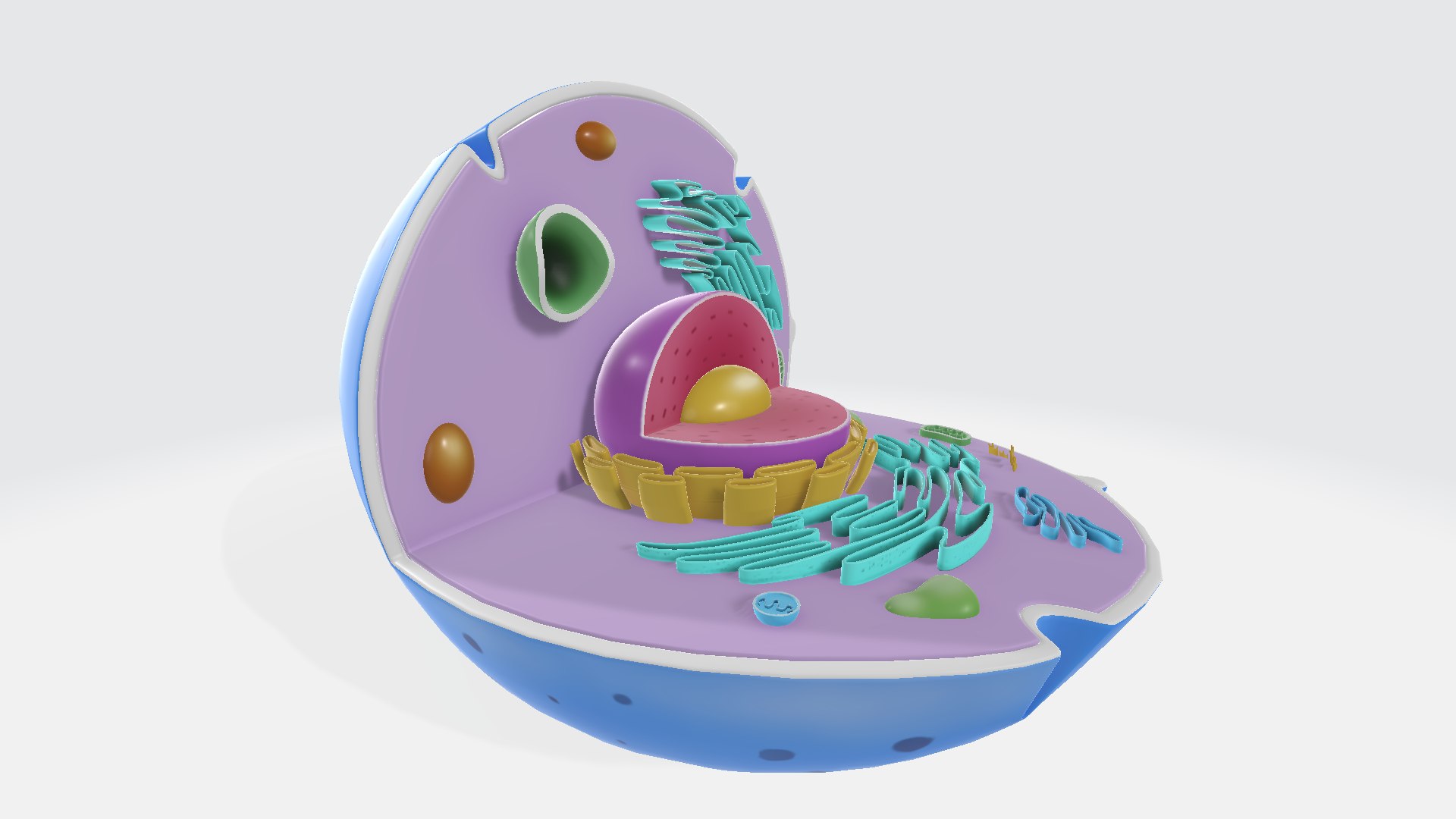 Animal Cell 3D Model - TurboSquid 2293025