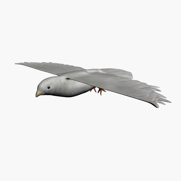 Dove 3D Models for Download | TurboSquid