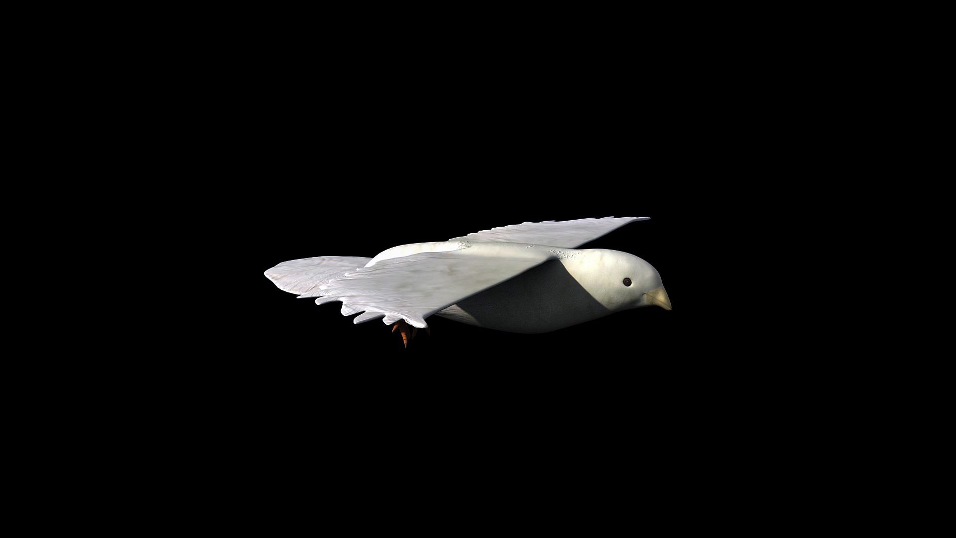 Dove 3D Model - TurboSquid 2270441