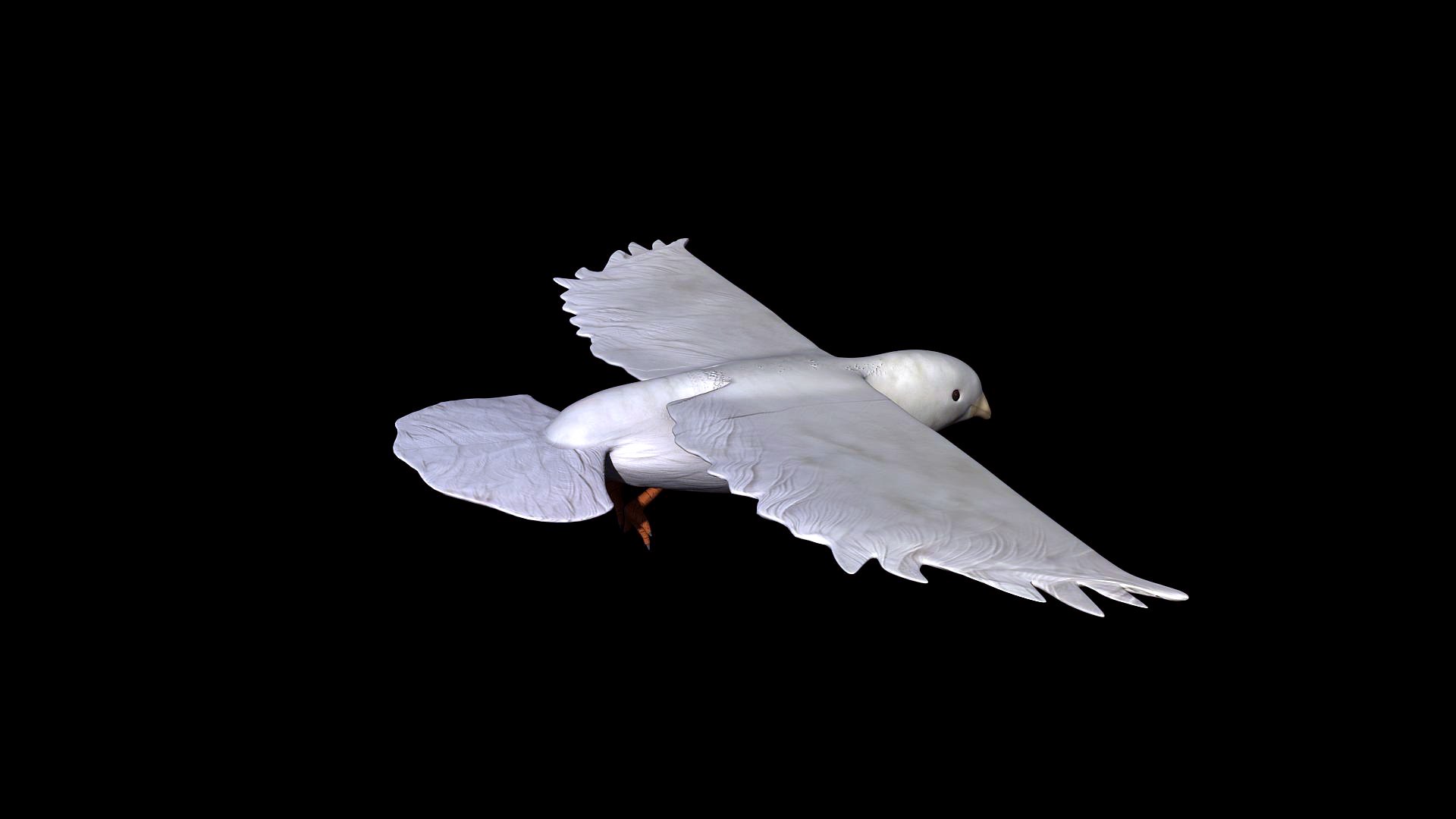 Dove 3D Model - TurboSquid 2270441