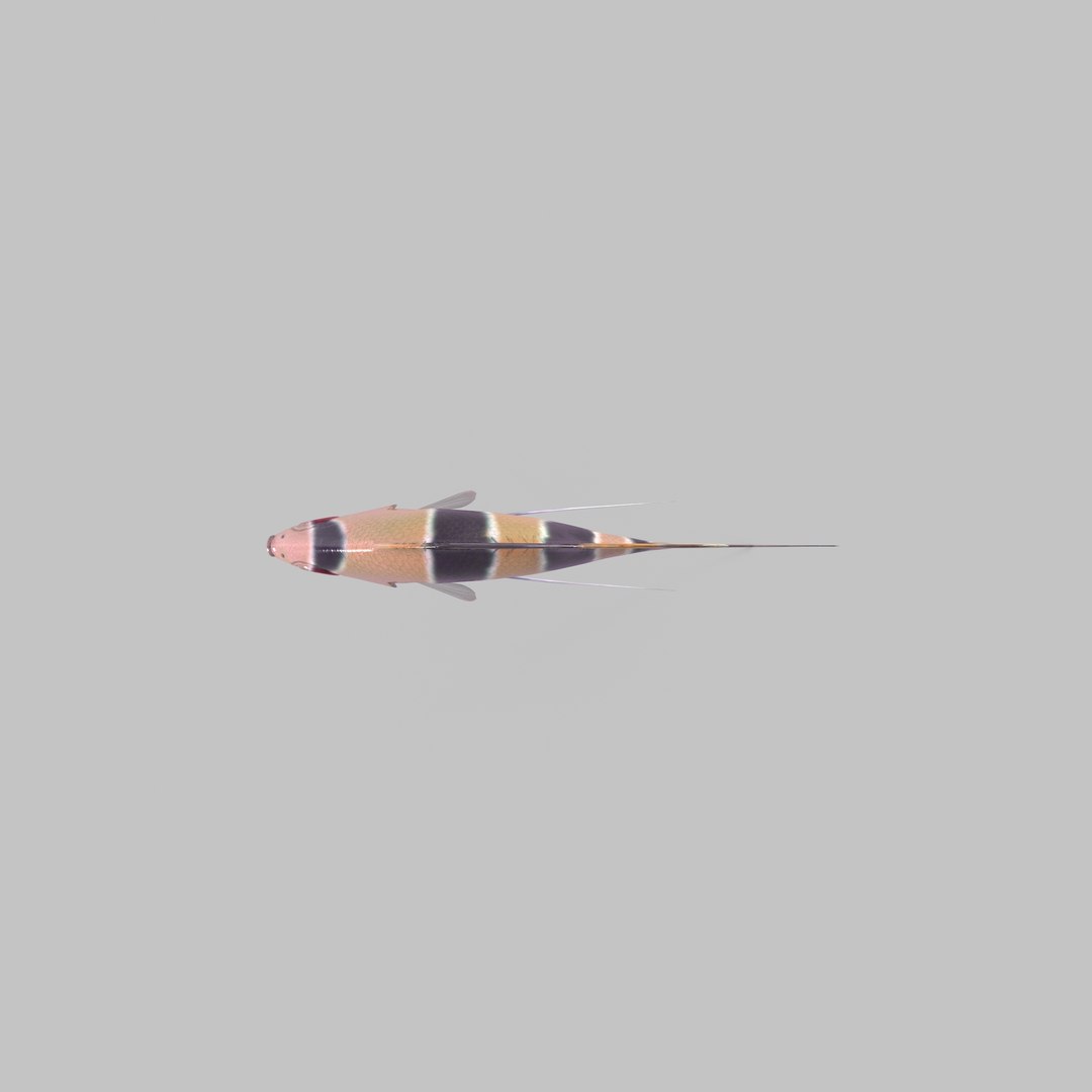 Scalar fish 3D - TurboSquid 1724435
