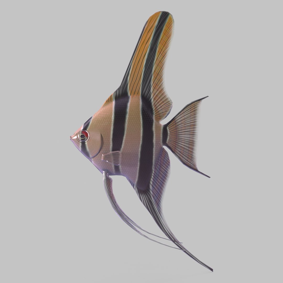 Scalar fish 3D - TurboSquid 1724435