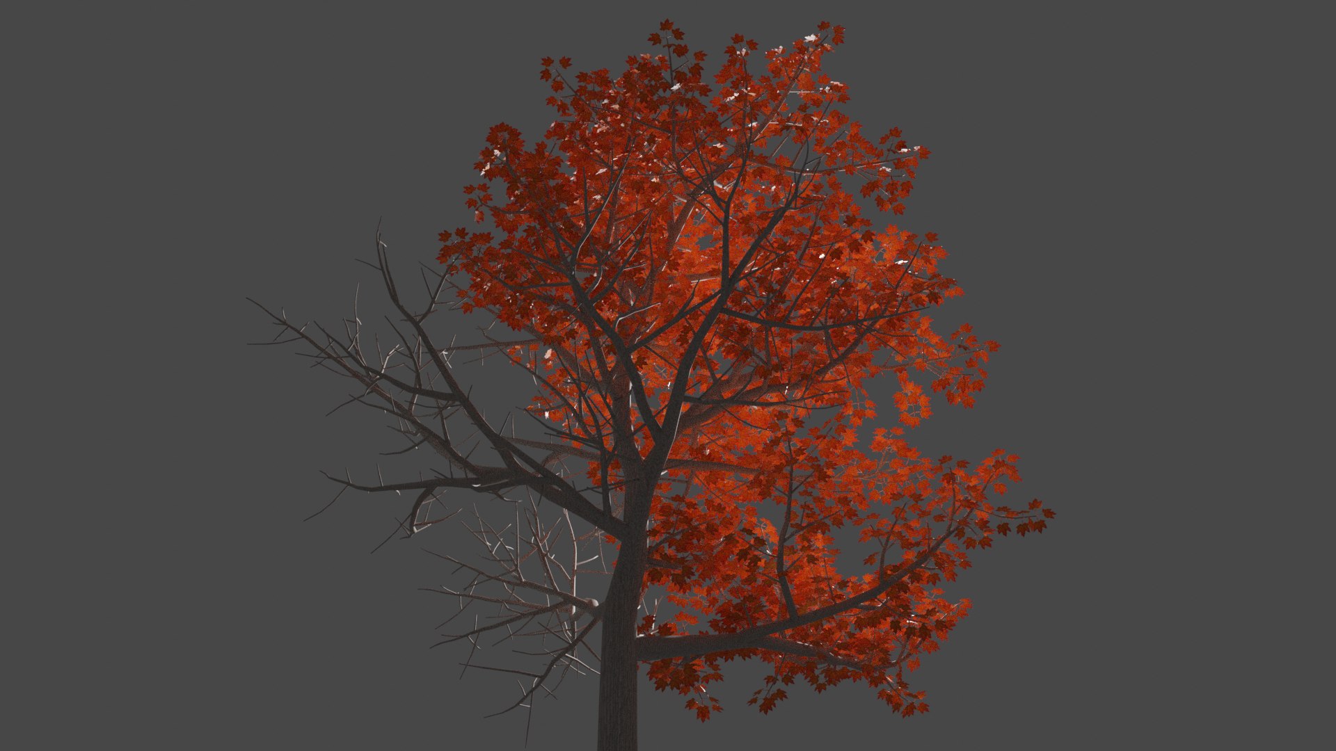 3D model maple tree fall colours - TurboSquid 1594316