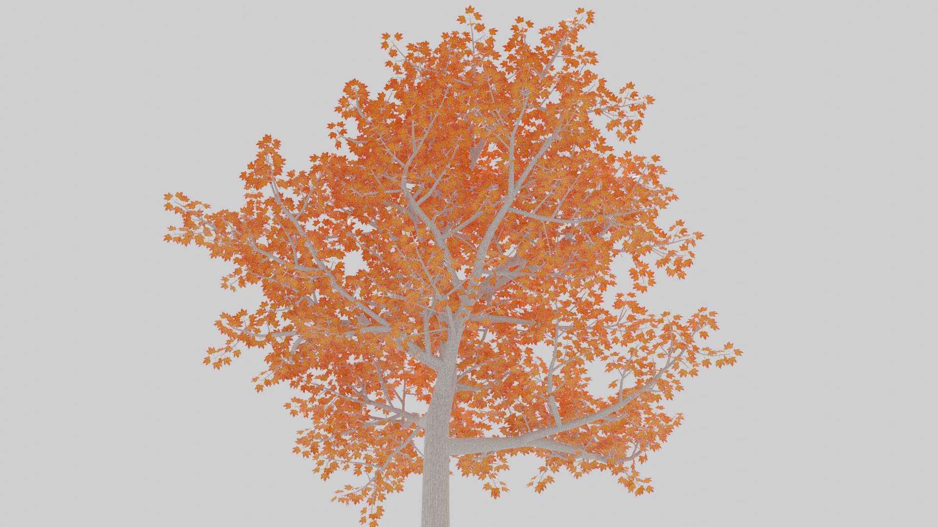 3D model maple tree fall colours - TurboSquid 1594316