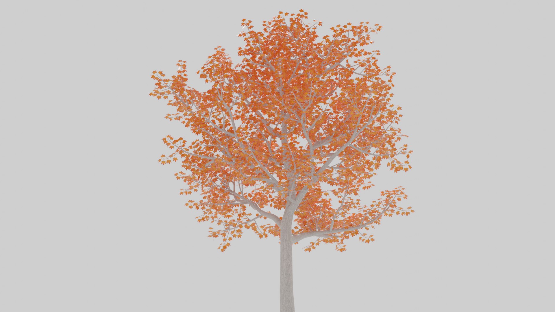 3D model maple tree fall colours - TurboSquid 1594316