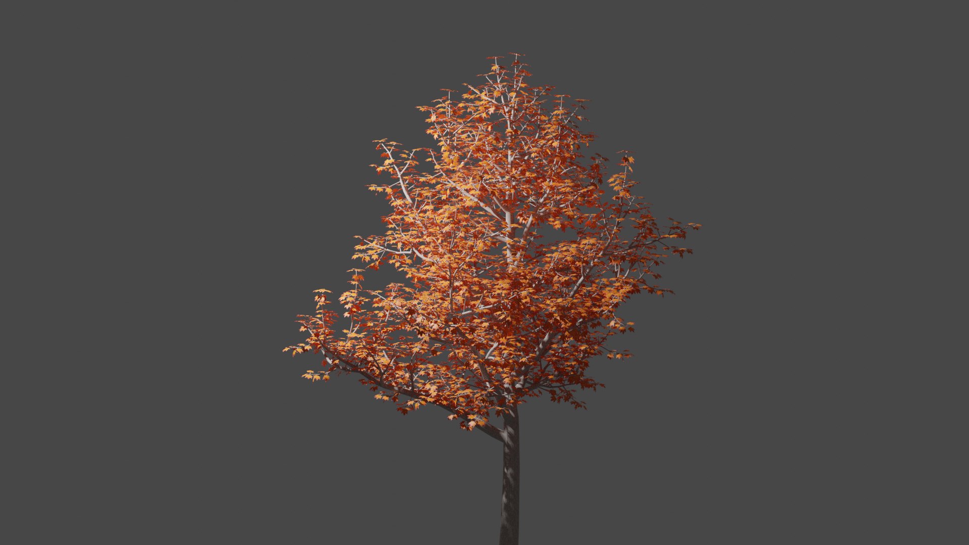 3D model maple tree fall colours - TurboSquid 1594316