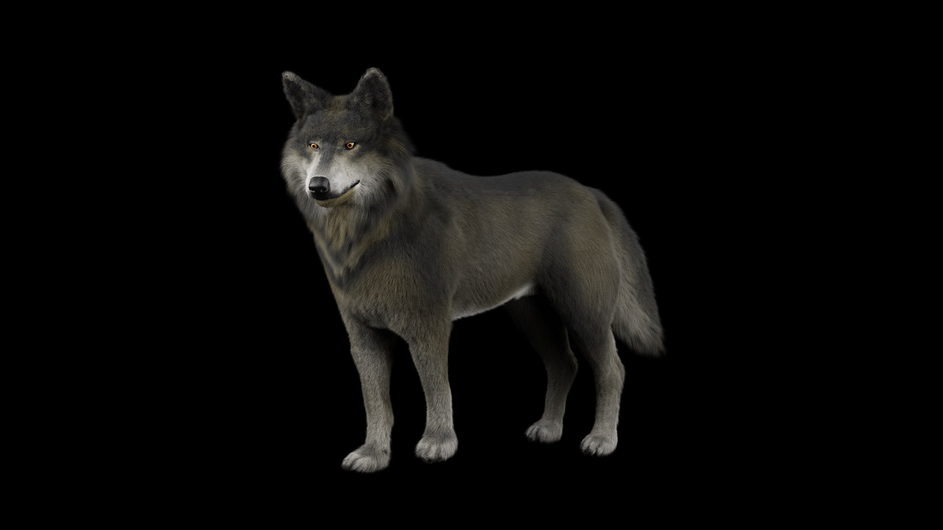 Wolves Basic Rigged 3D Model Model - TurboSquid 2267340