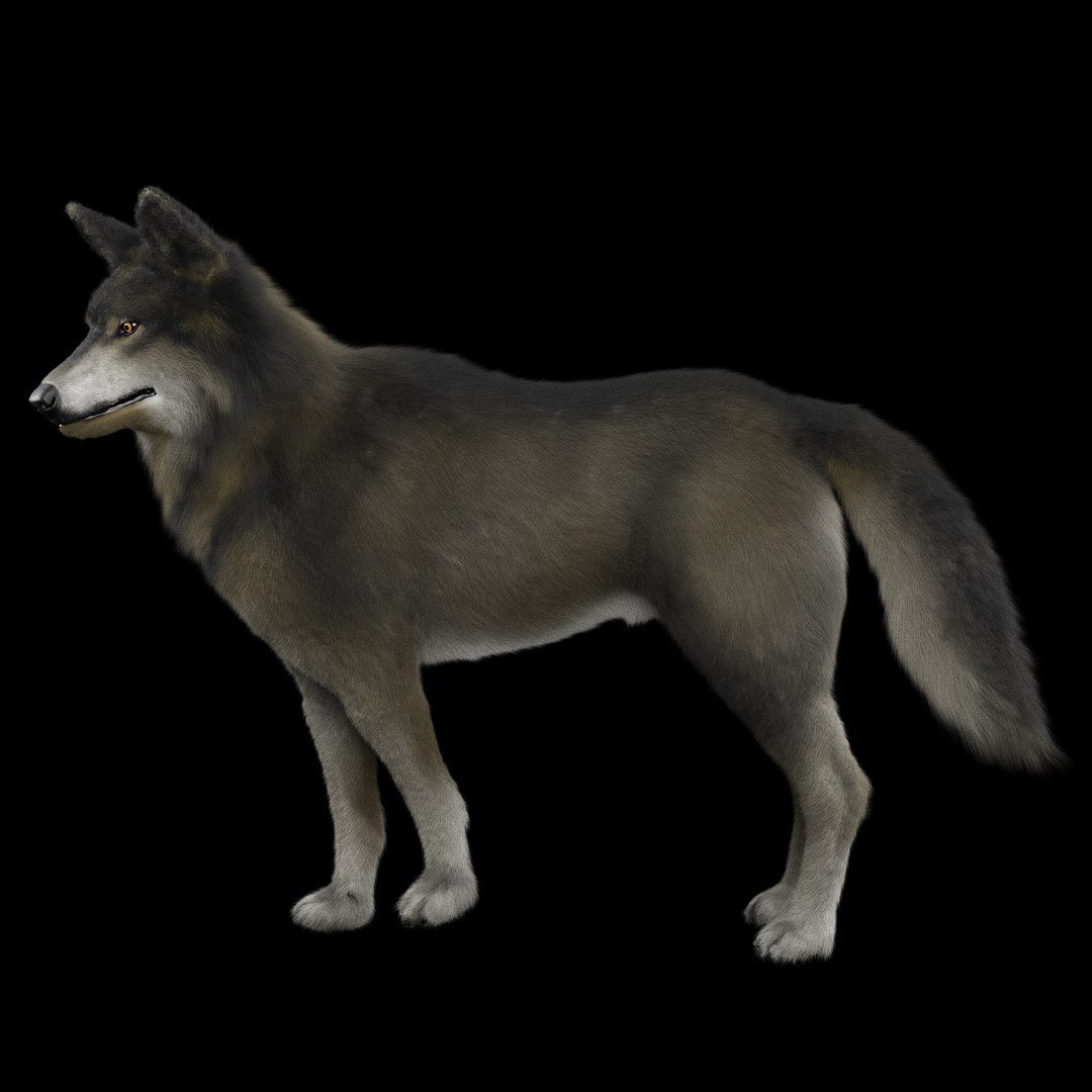 Wolves Basic Rigged 3D Model Model - TurboSquid 2267340