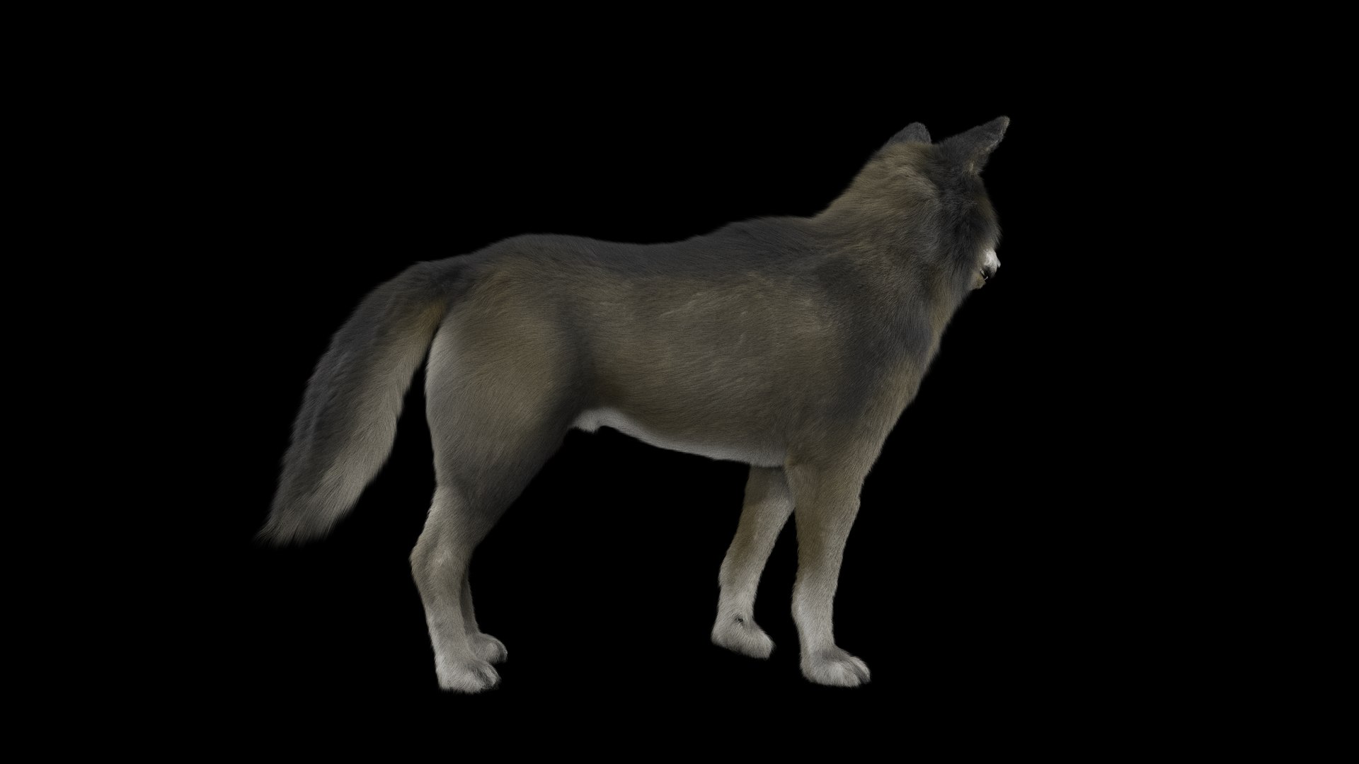 Wolves Basic Rigged 3D Model Model - TurboSquid 2267340