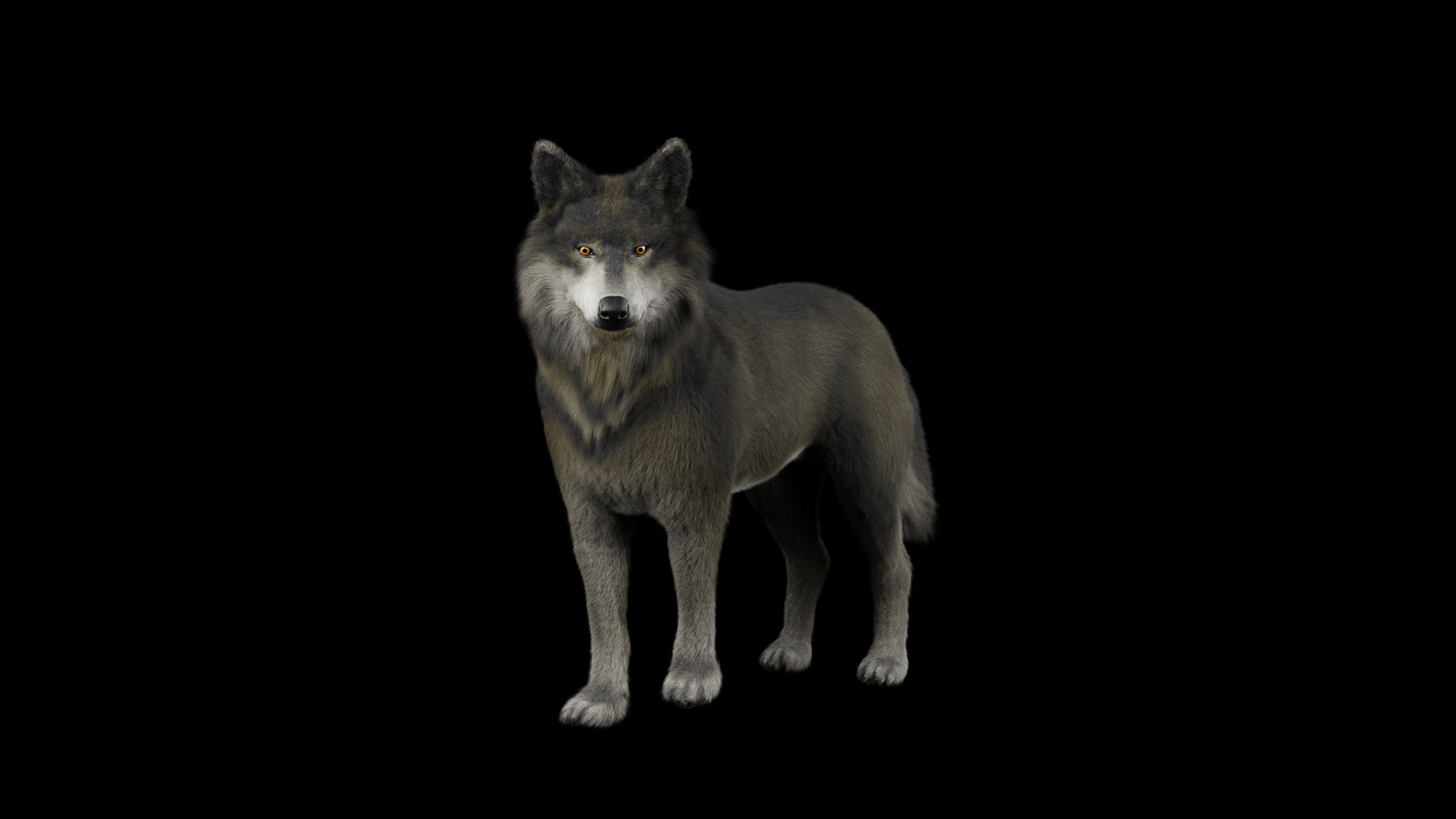 Wolves Basic Rigged 3D Model Model - TurboSquid 2267340