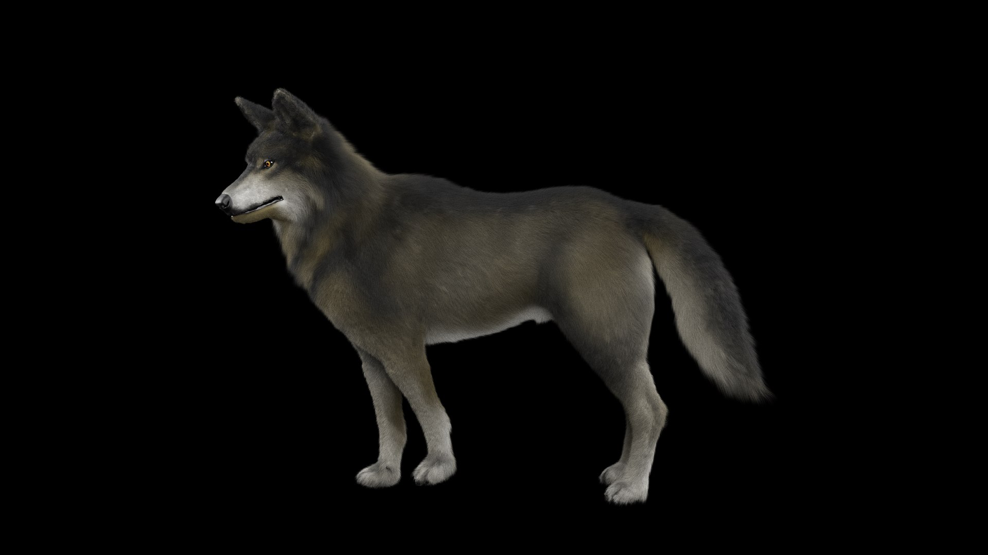 Wolves Basic Rigged 3D Model Model - TurboSquid 2267340
