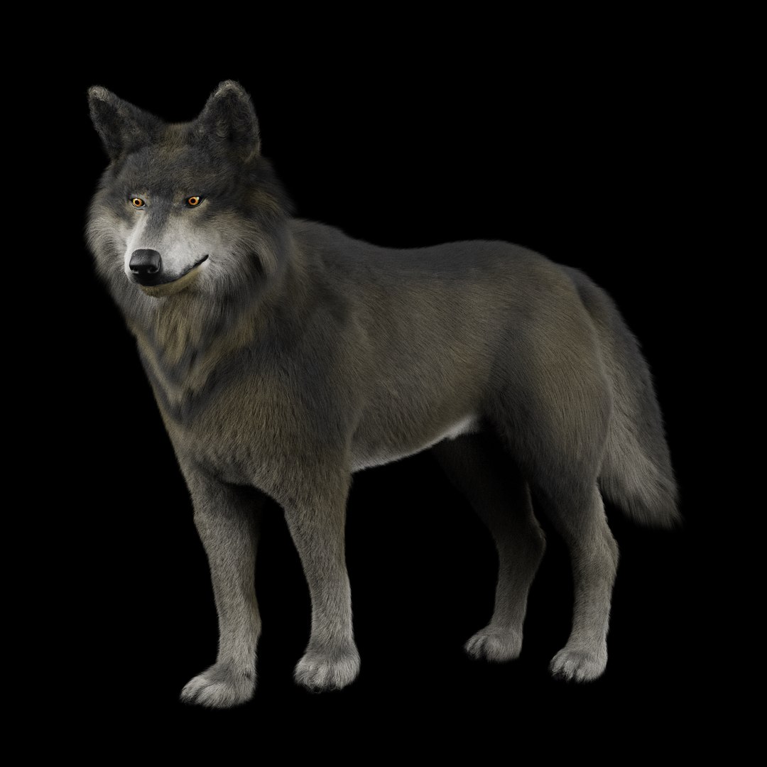 Wolves Basic Rigged 3D Model Model - TurboSquid 2267340