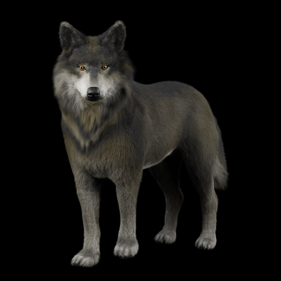 Wolves Basic Rigged 3D Model Model - TurboSquid 2267340