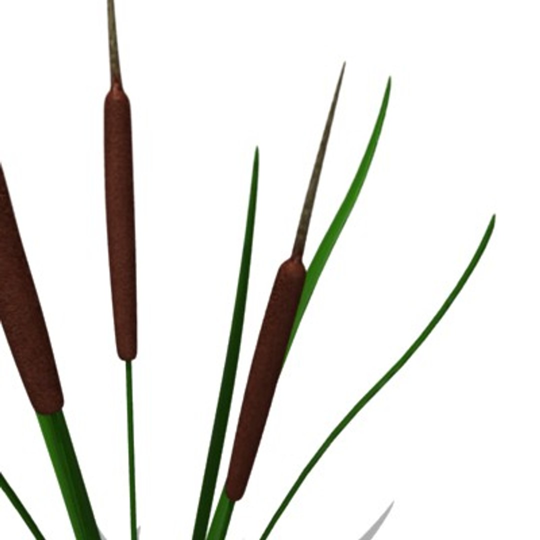 Reed Mace 3d Model