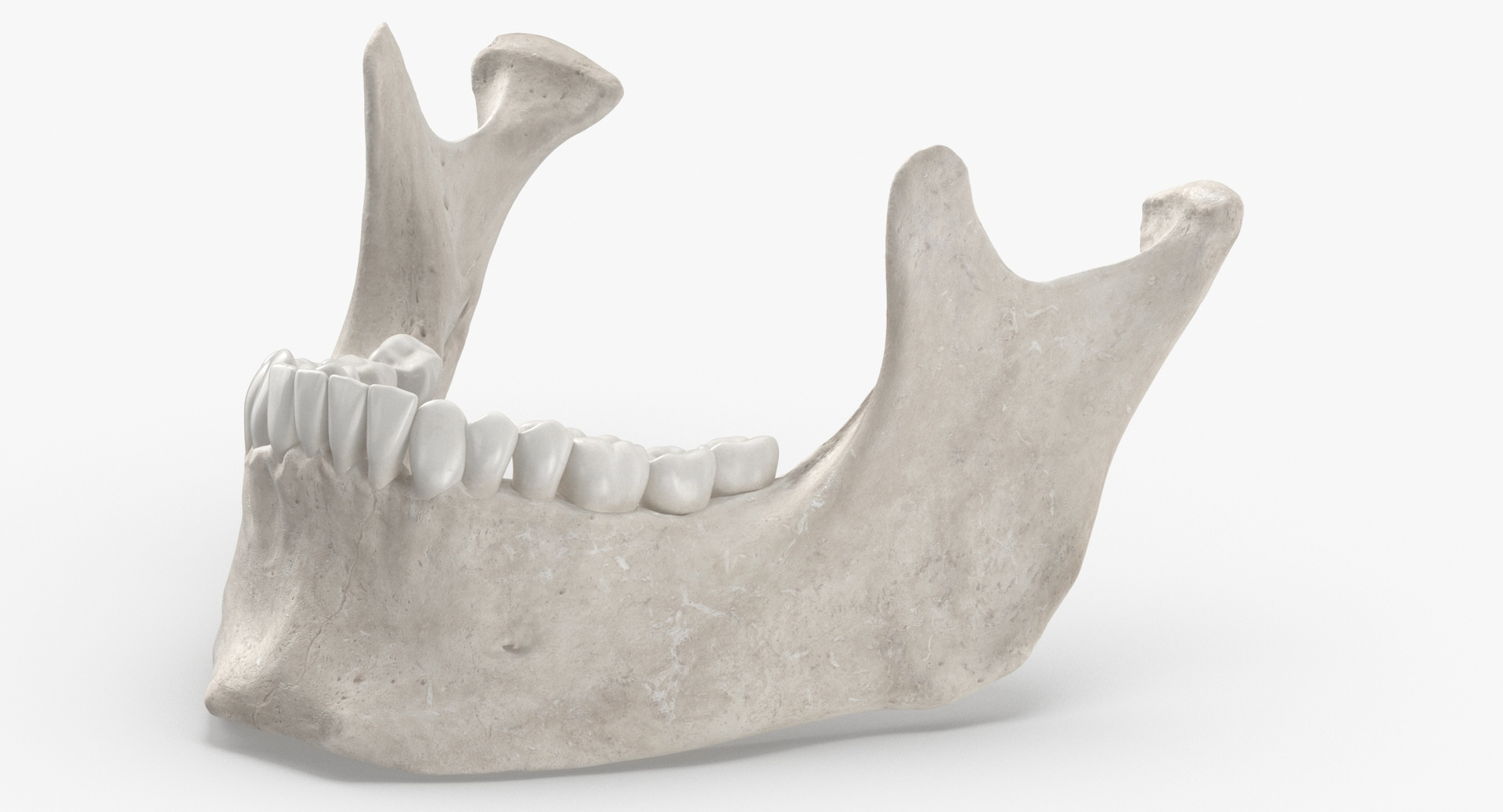 Human Jawbones Collection White - 4 models model - TurboSquid 1752227