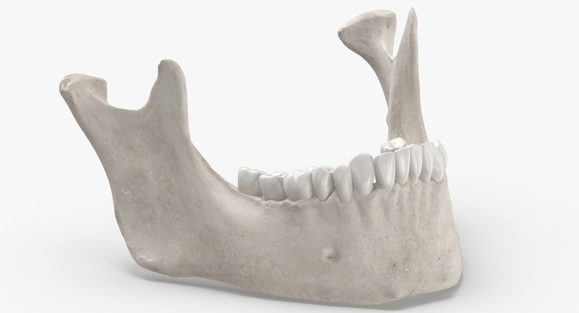 Human Jawbones Collection White - 4 models model - TurboSquid 1752227