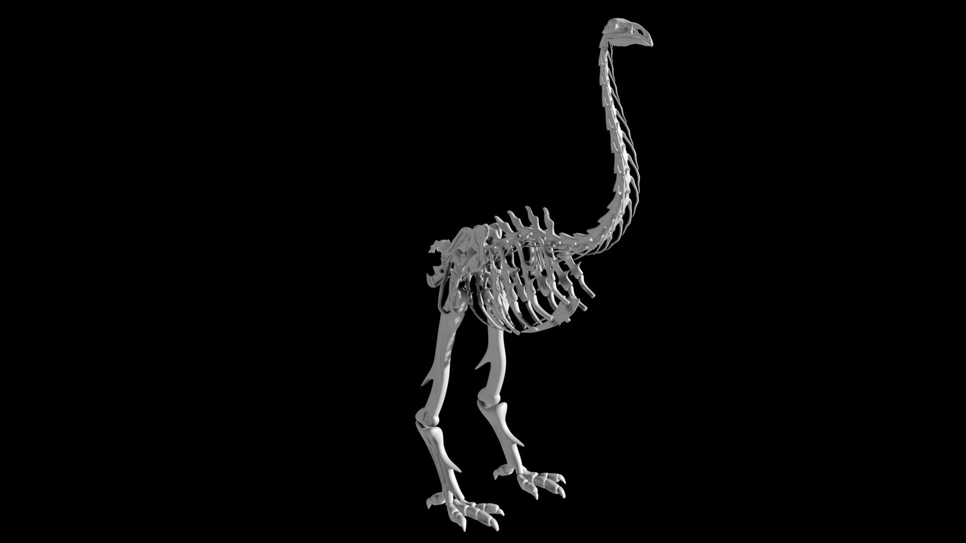 3D Model Moa Skeleton - TurboSquid 1885067