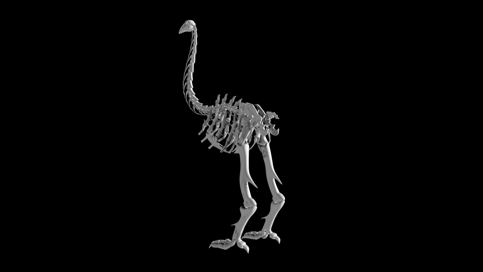 3D Model Moa Skeleton - TurboSquid 1885067