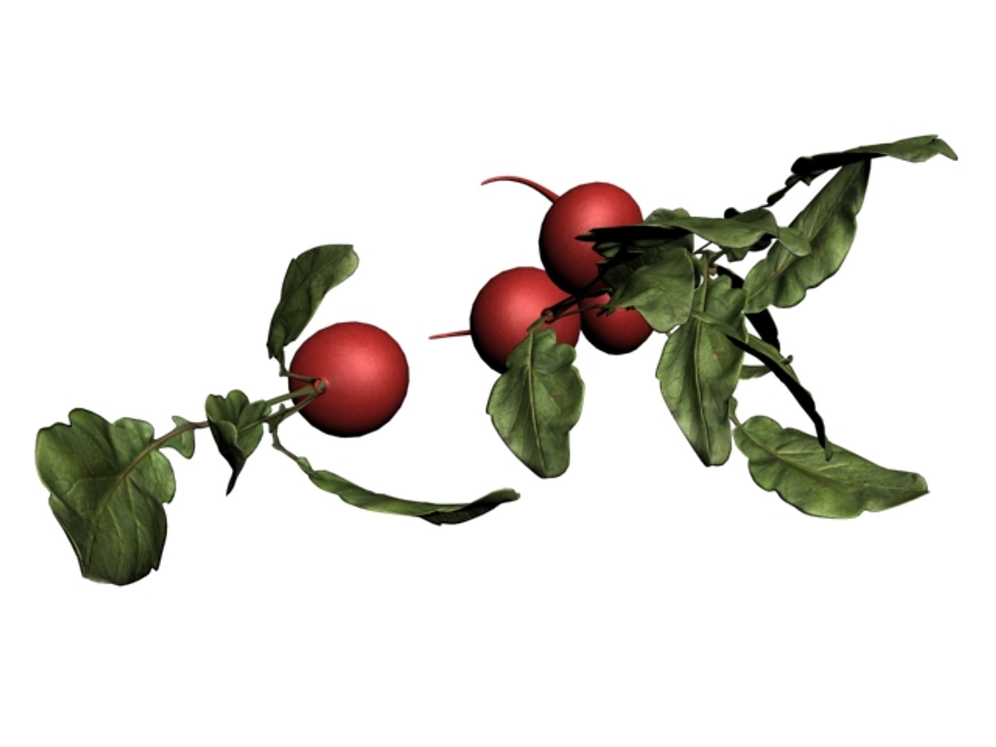 Beet Greens 3D Model - TurboSquid 1449046