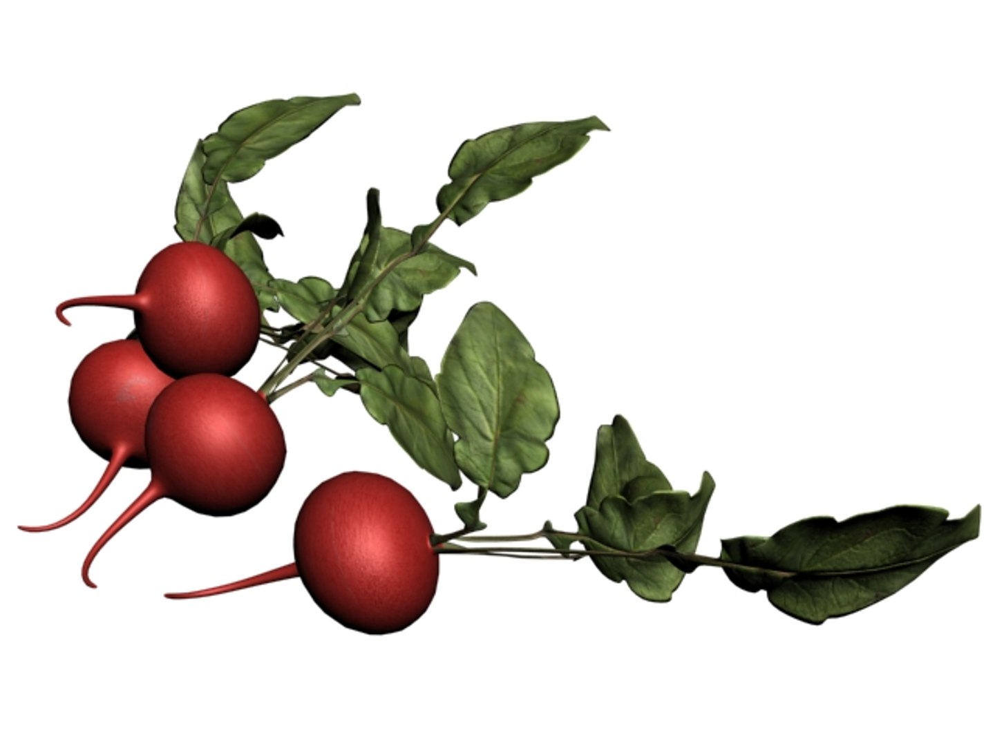 Beet Greens 3D Model - TurboSquid 1449046