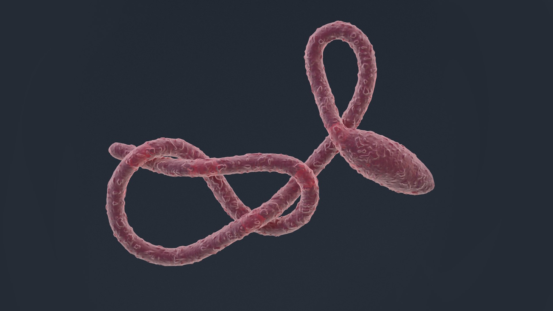 Ebola virus 3D model - TurboSquid 1518945