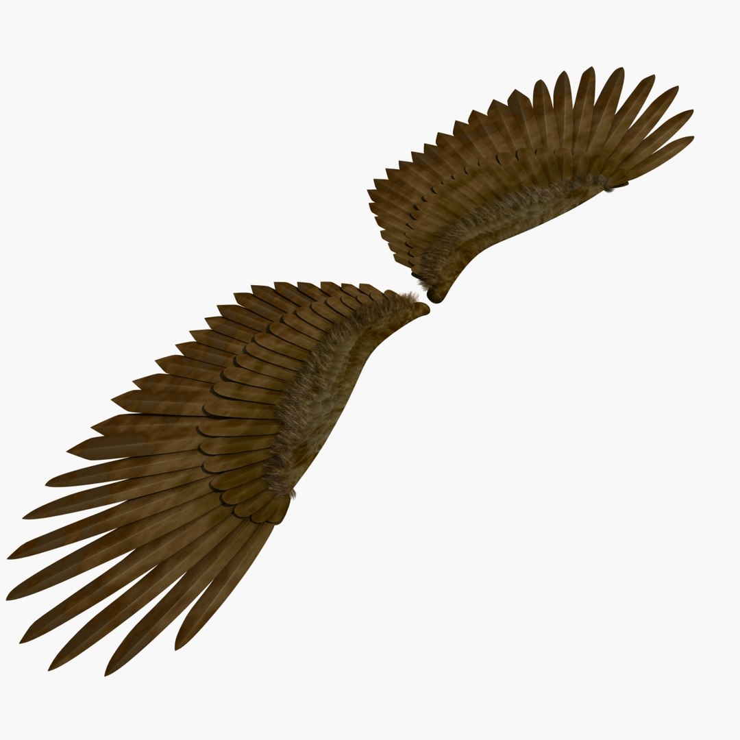 3D fantasy wings model - TurboSquid 1251233