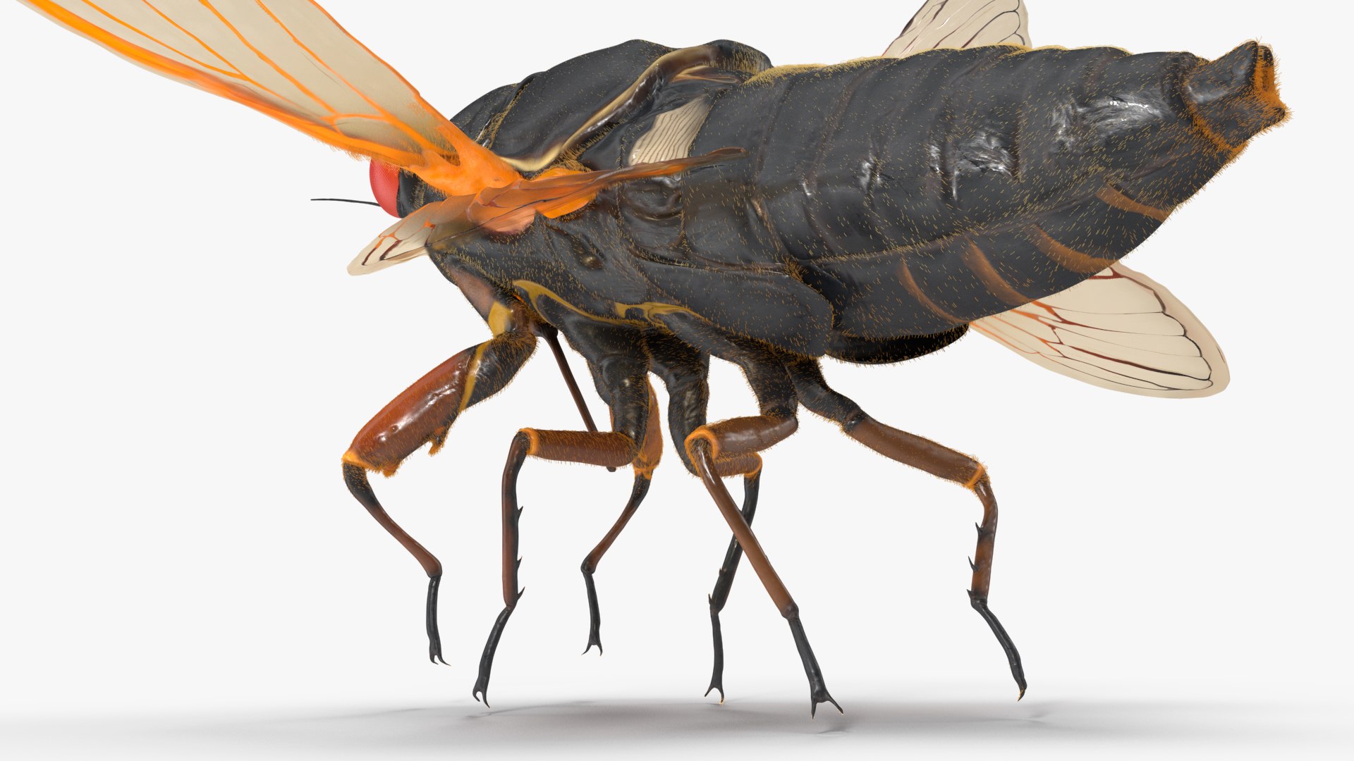 3D Pharaoh Cicada Pose Takeoff Fur Model - TurboSquid 2051638