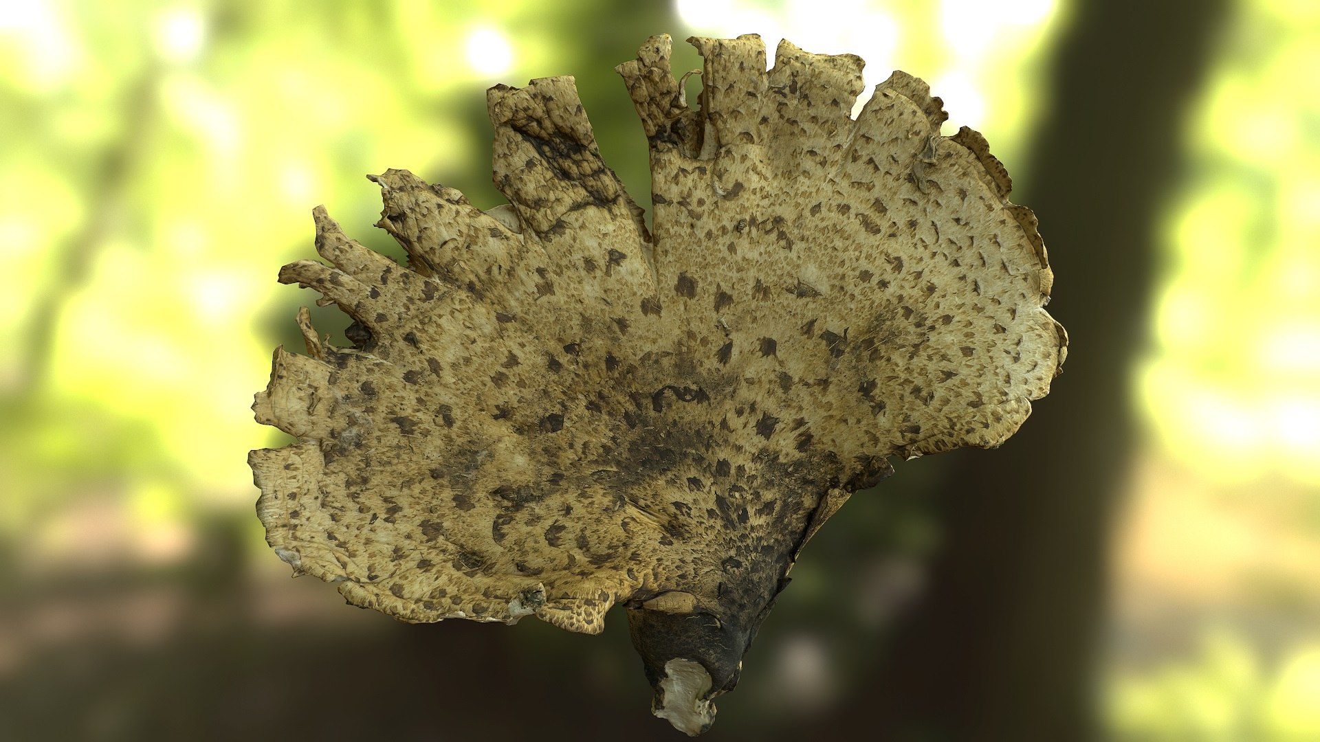 3D mushroom big polypore - TurboSquid 1167128