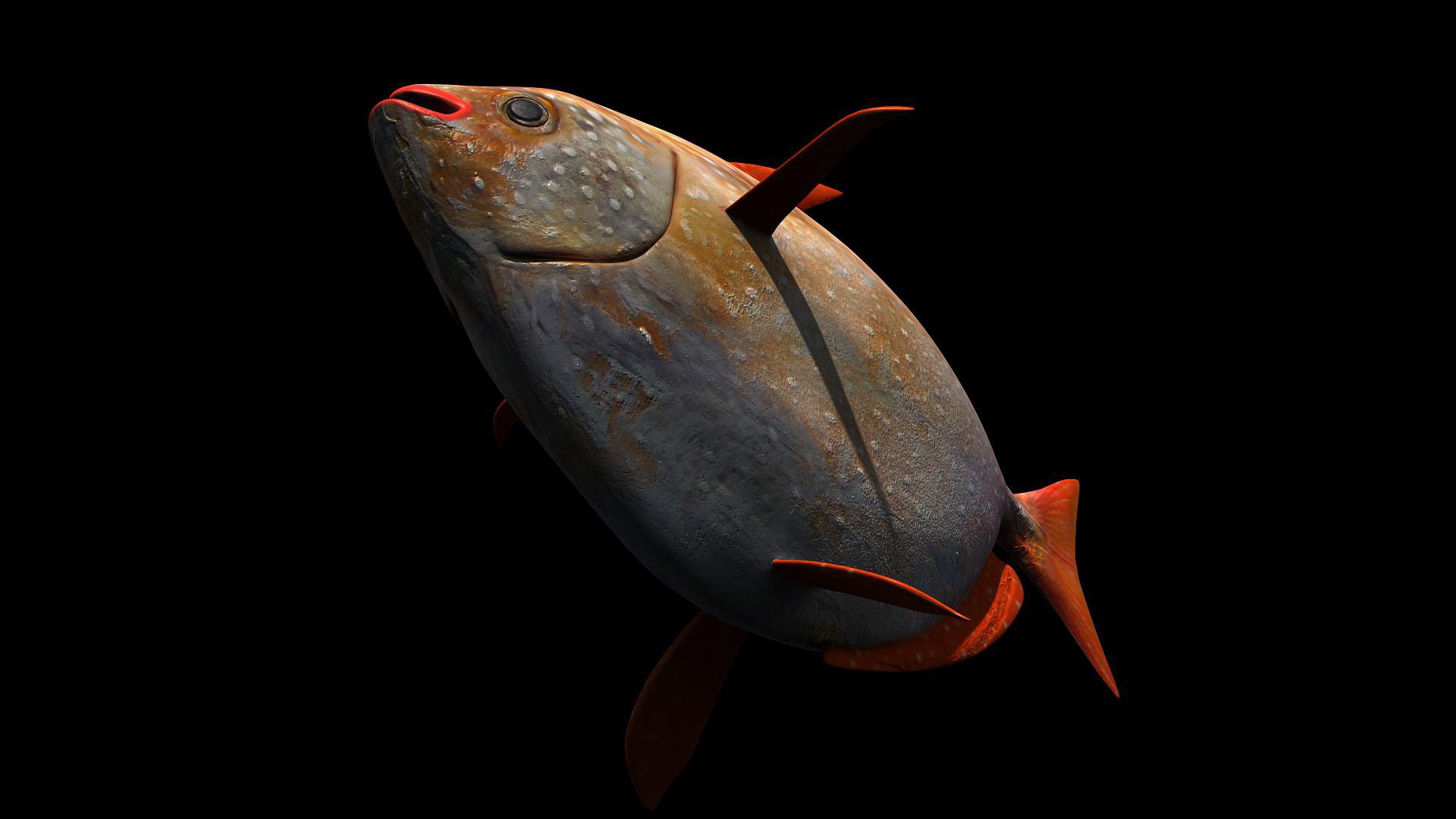 3D Opah Moonfish - TurboSquid 2018577