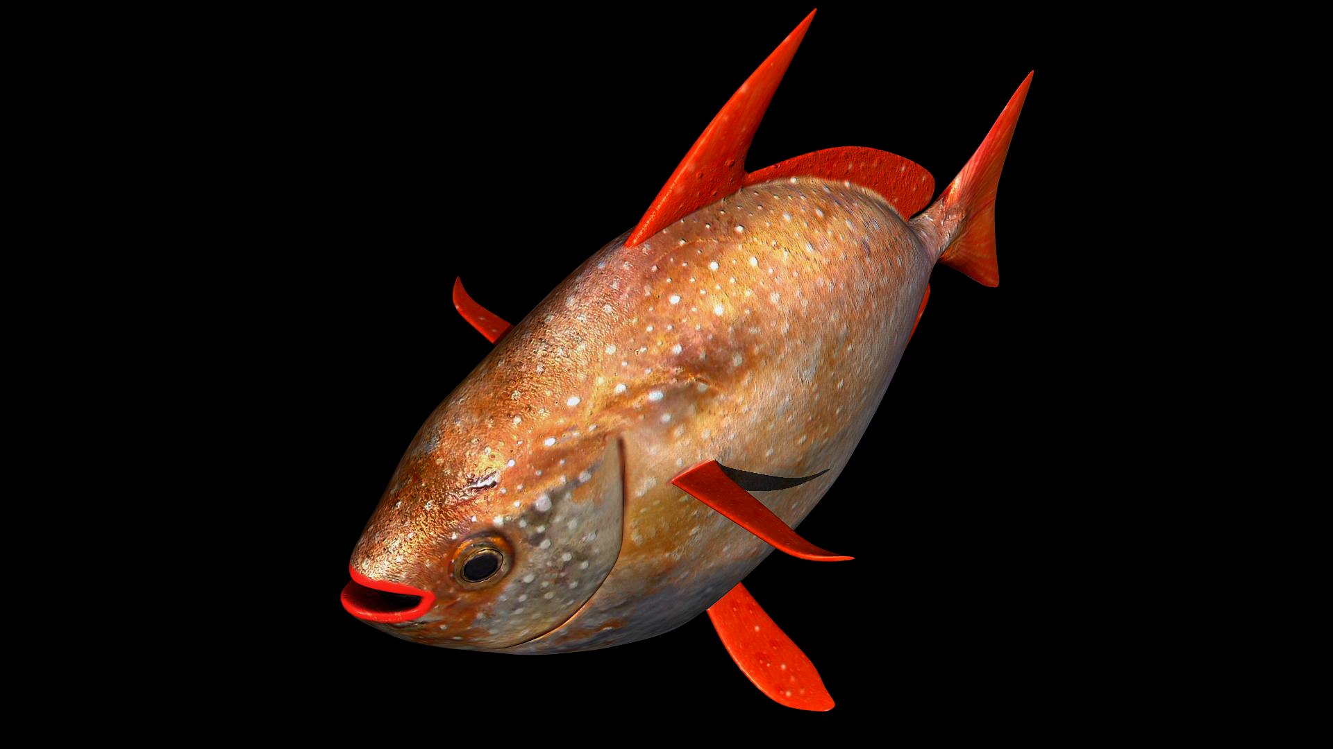 3D Opah Moonfish - TurboSquid 2018577