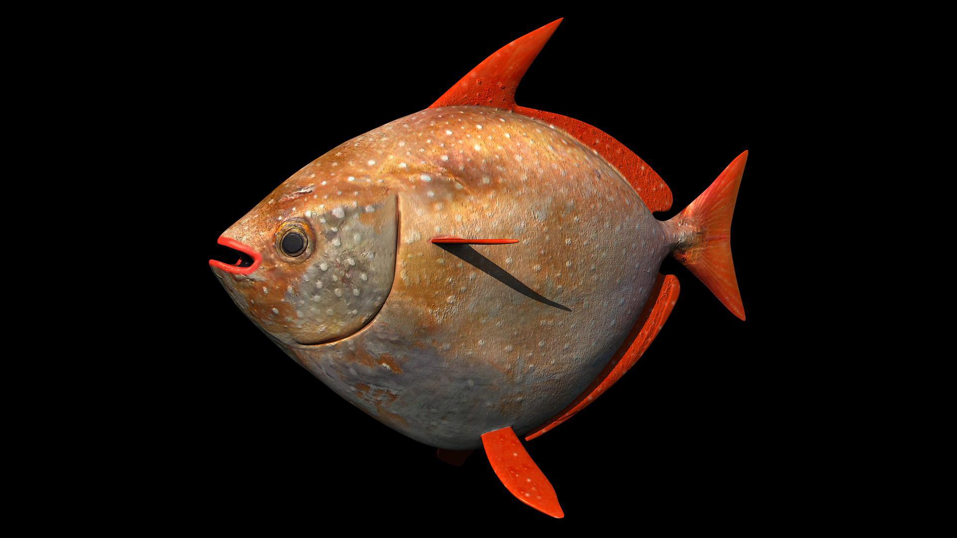 3D Opah Moonfish - TurboSquid 2018577