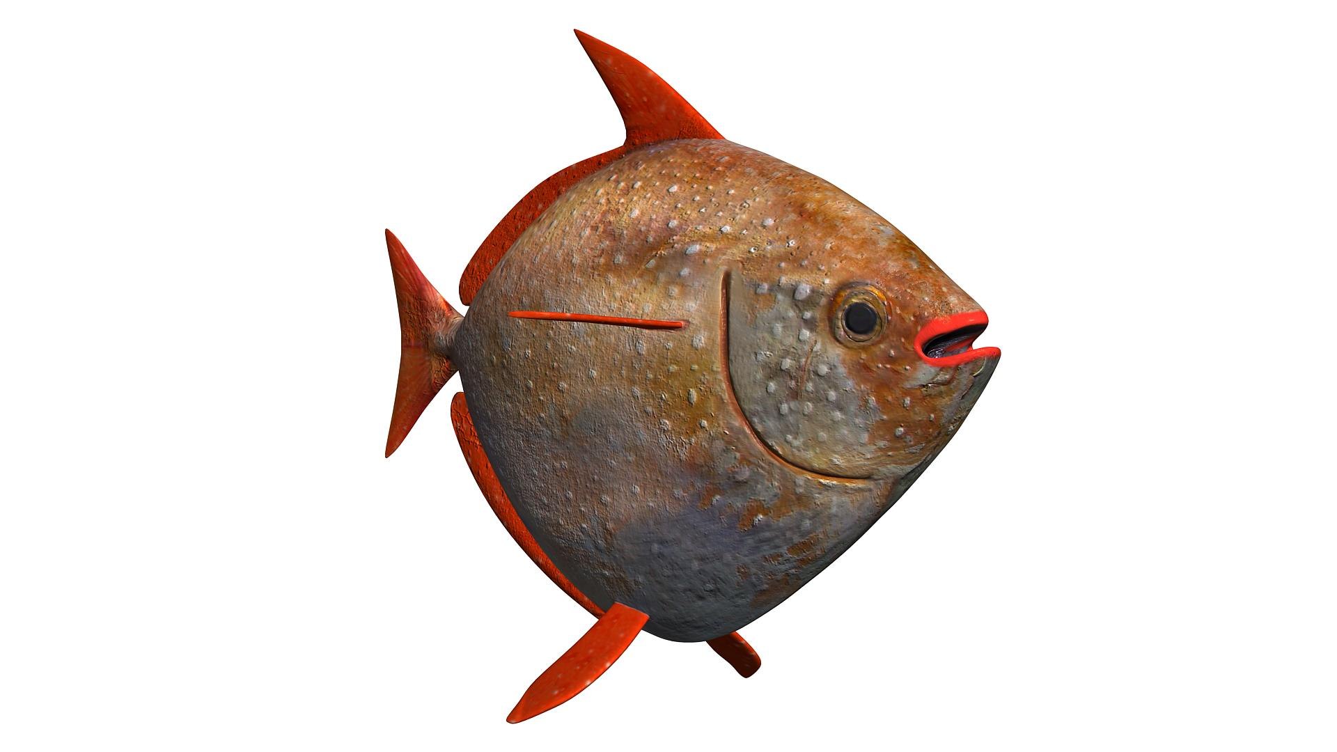 3D Opah Moonfish - TurboSquid 2018577