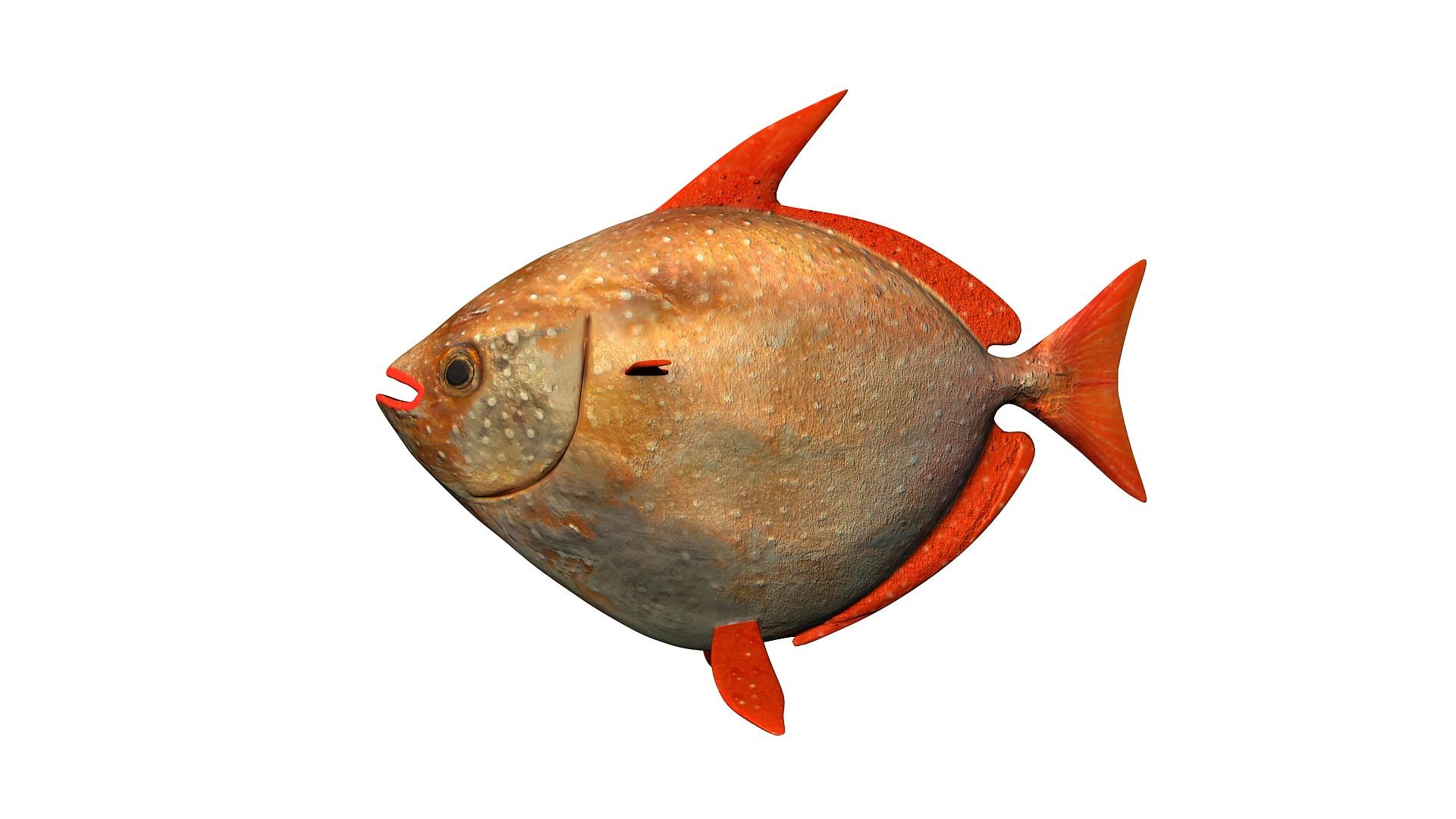 3D Opah Moonfish - TurboSquid 2018577