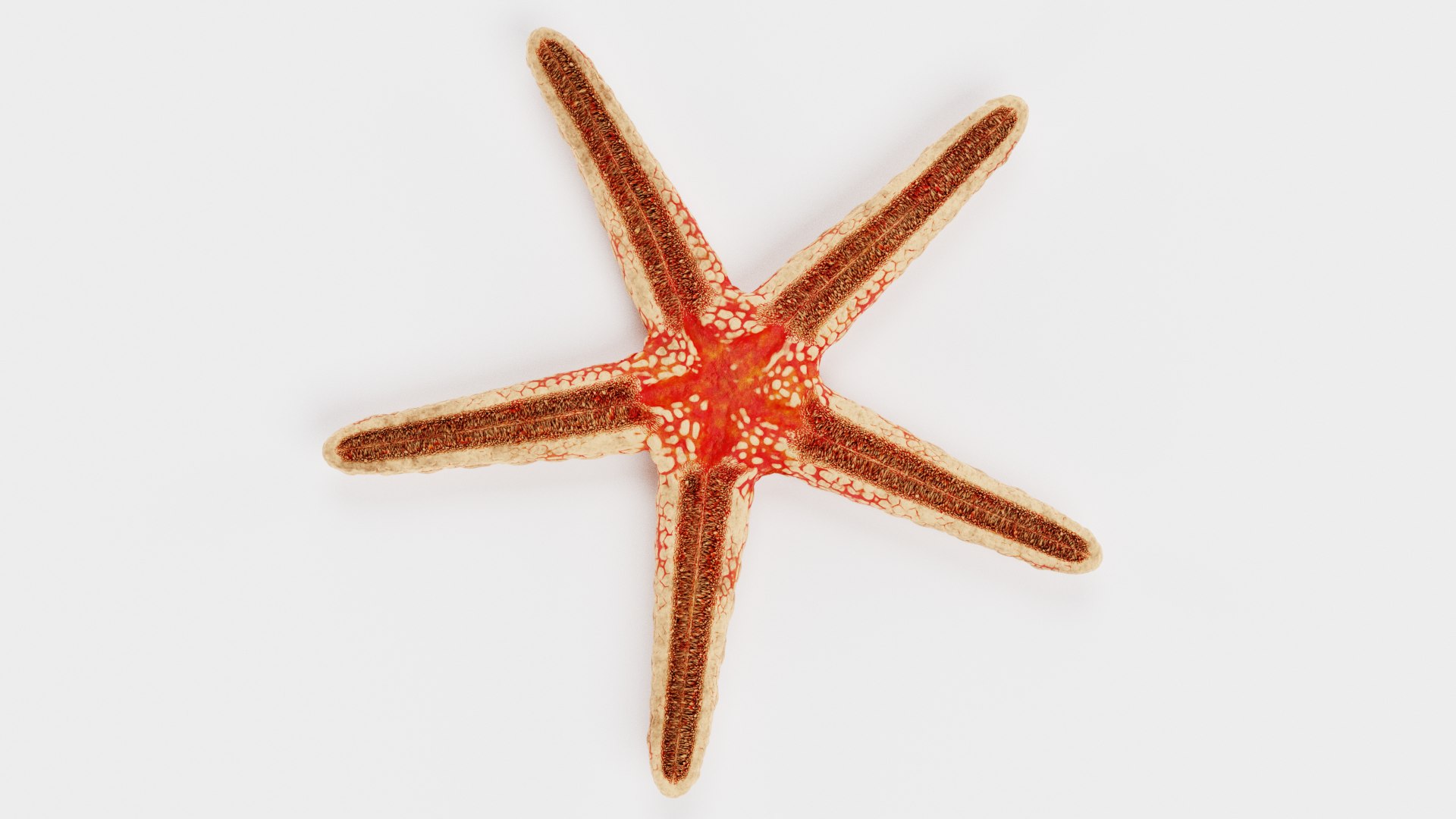 3D Necklace Starfish Model - TurboSquid 1694267