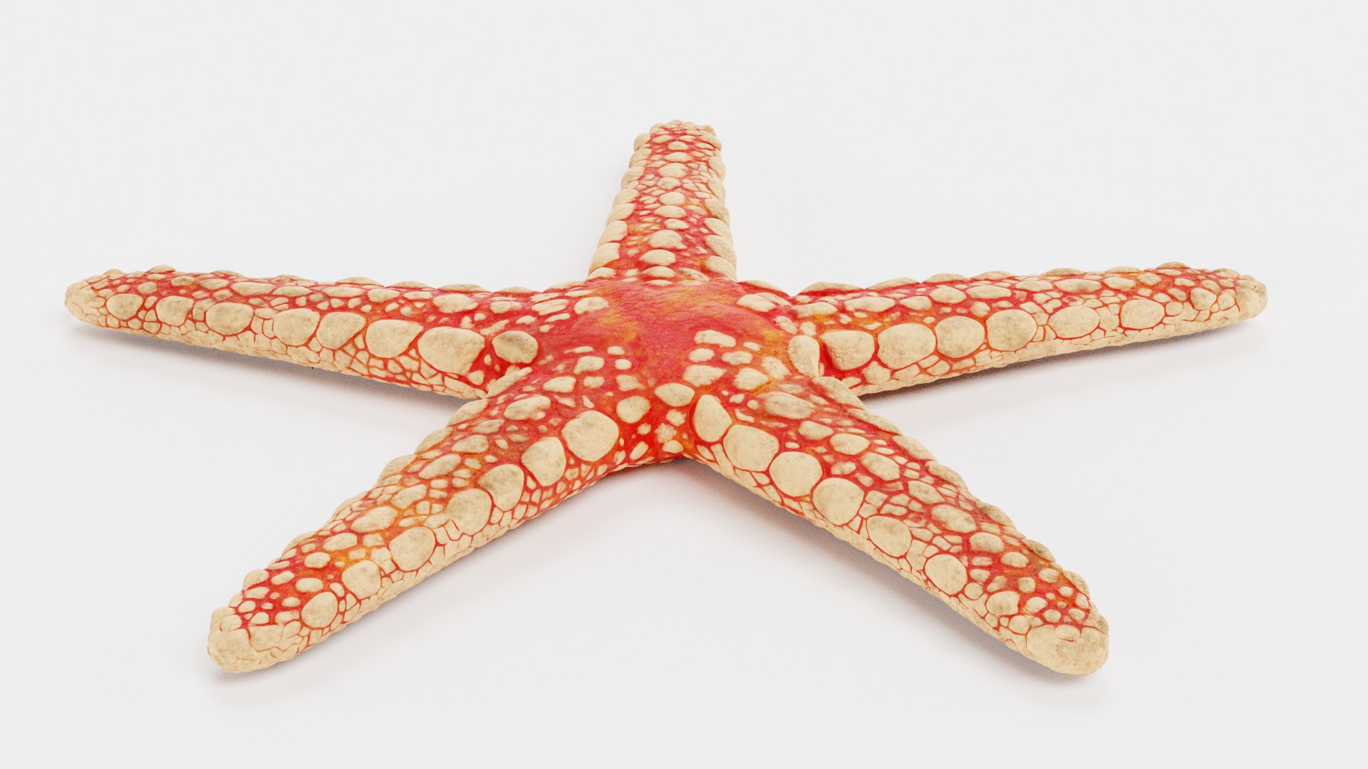 3D Necklace Starfish Model - TurboSquid 1694267