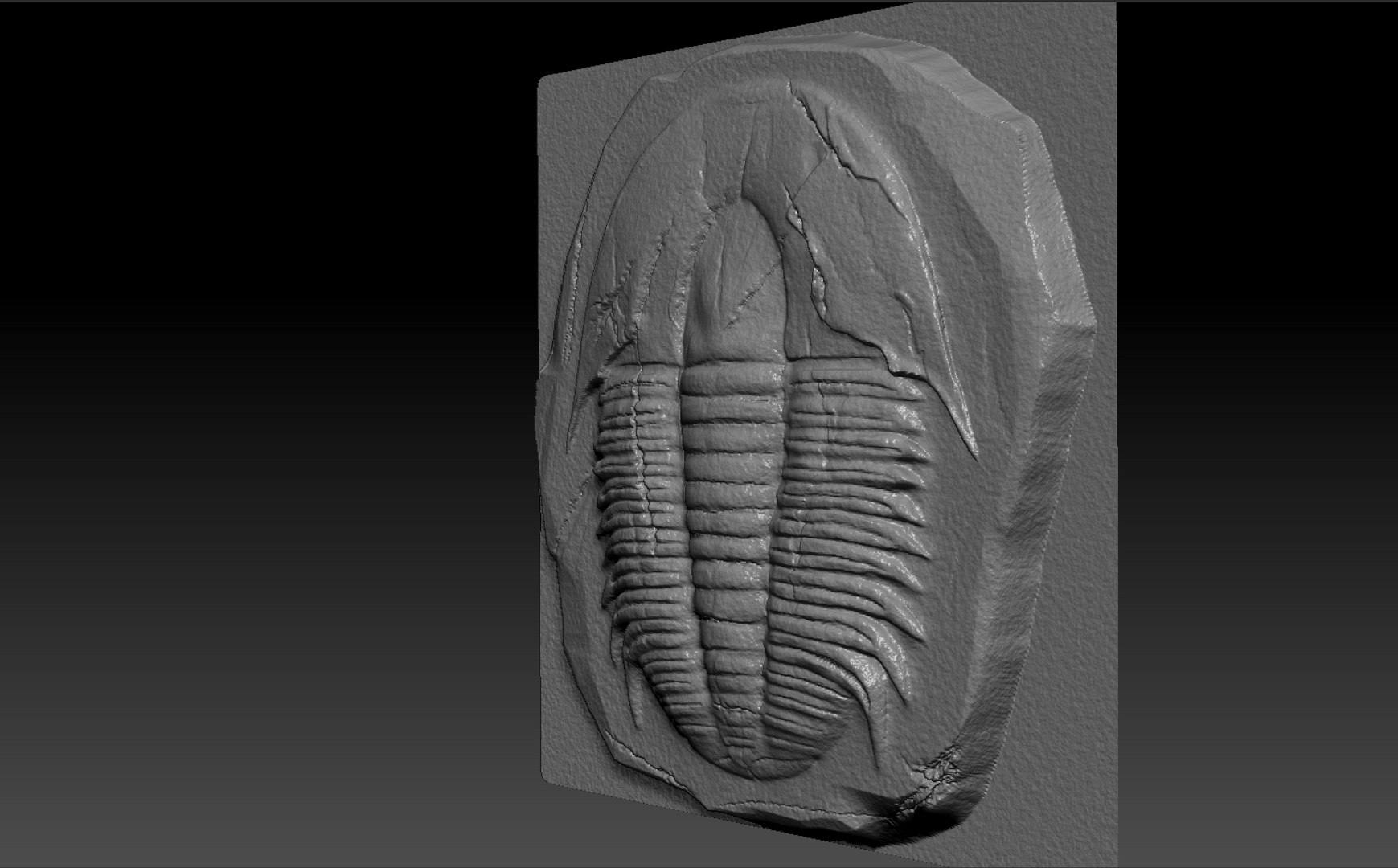 Trilobite 3d Model