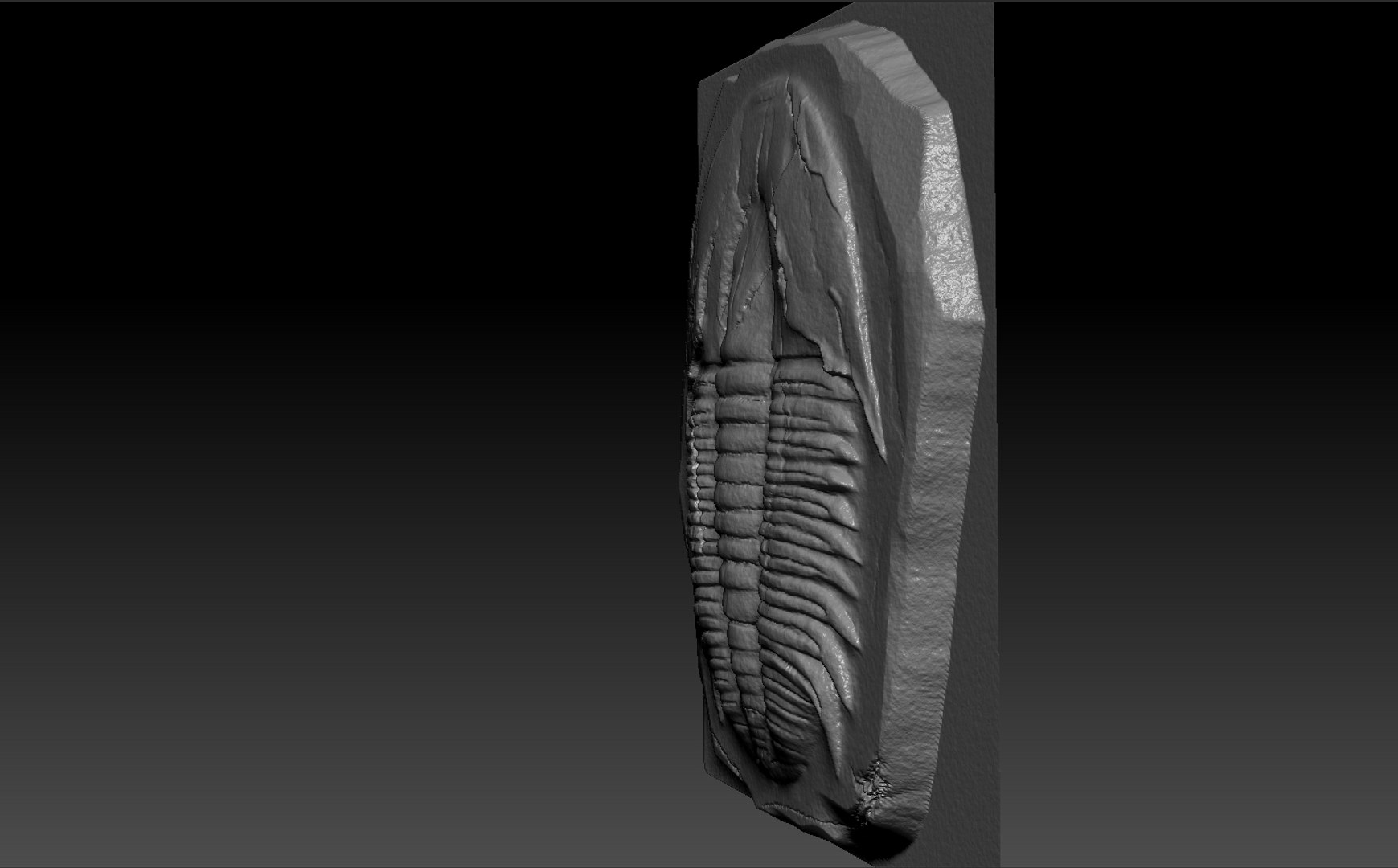 Trilobite 3d Model