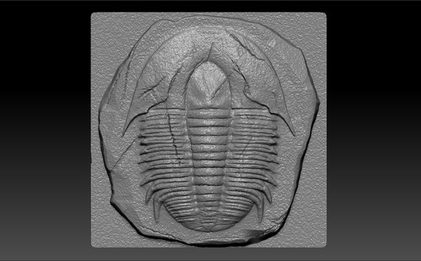 Trilobite 3D Models for Download | TurboSquid