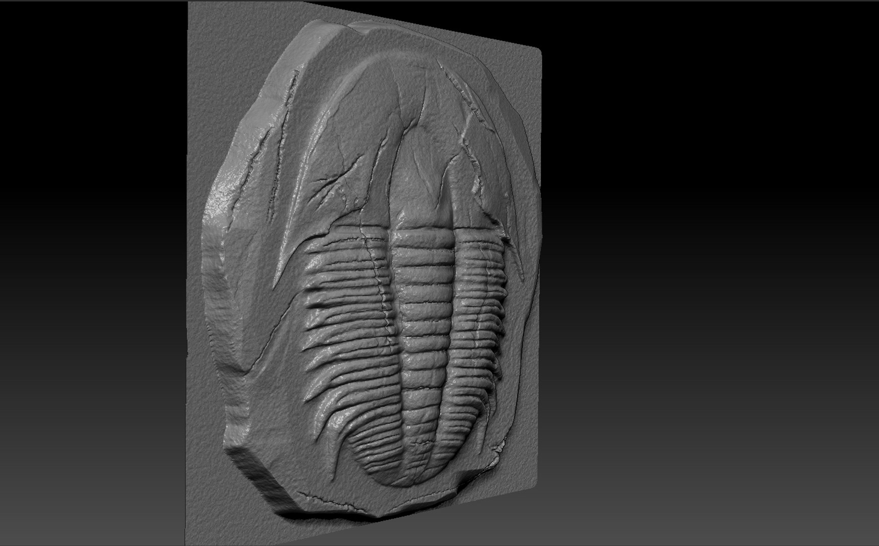 Trilobite 3d Model