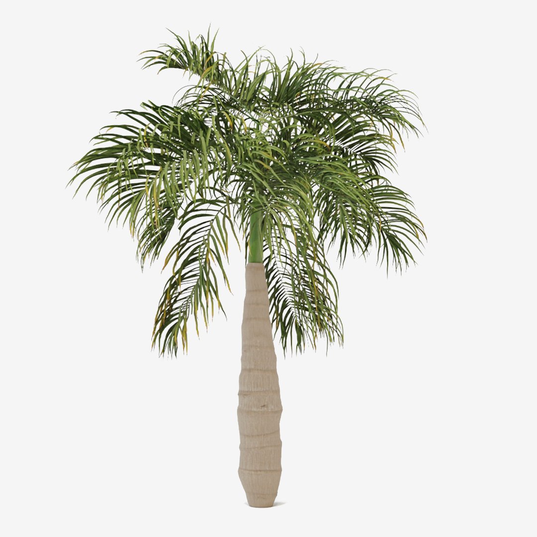 Bottle Palm or Hyophorbe Lagenicaulis Tree model - TurboSquid 1998307