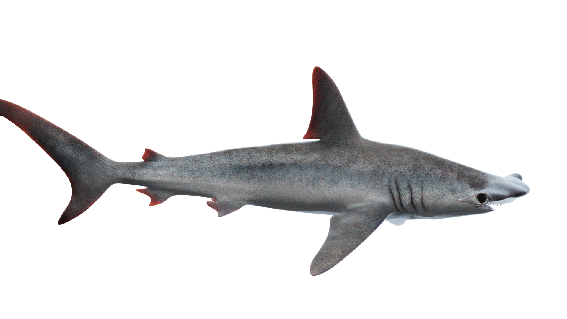 3D Hammerhead Shark - TurboSquid 2130844