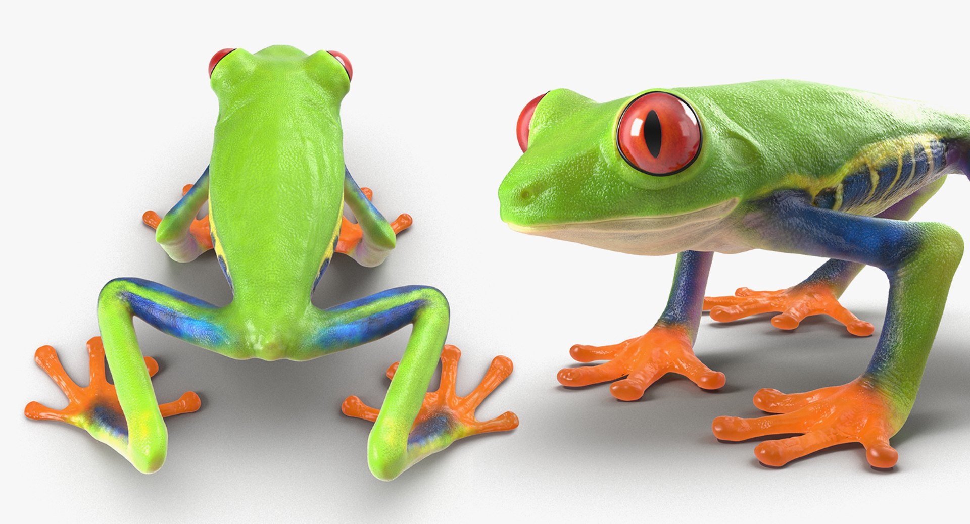 3D model frogs rigged 2 - TurboSquid 1521685