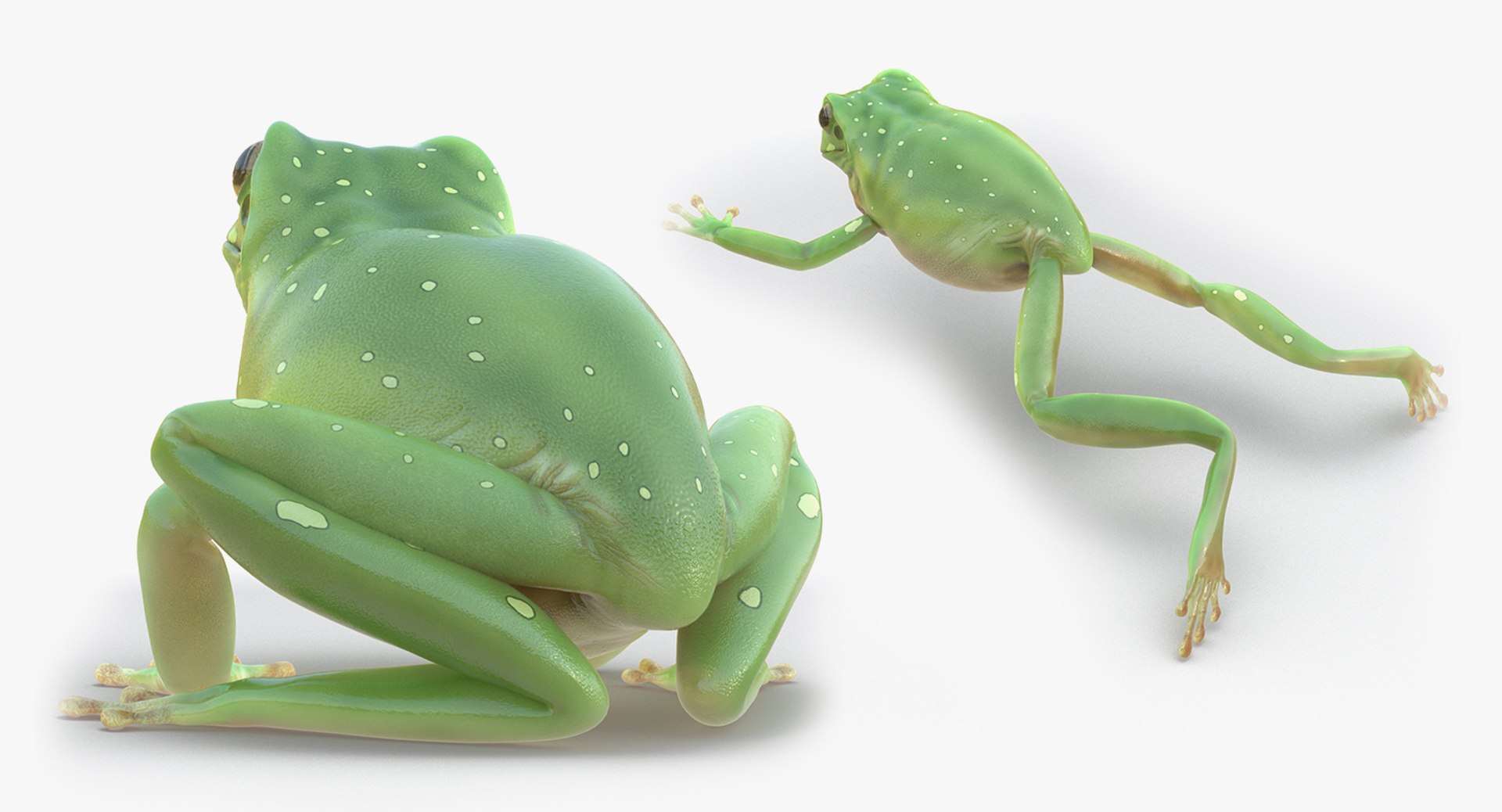 3D model frogs rigged 2 - TurboSquid 1521685