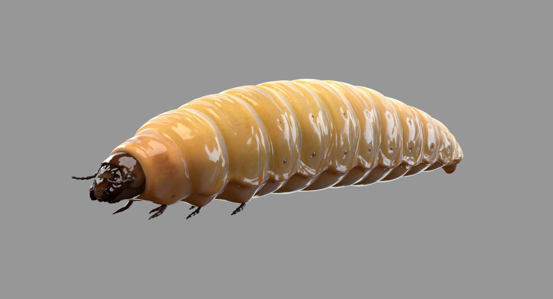Realistic Maggot Model - TurboSquid 1424446