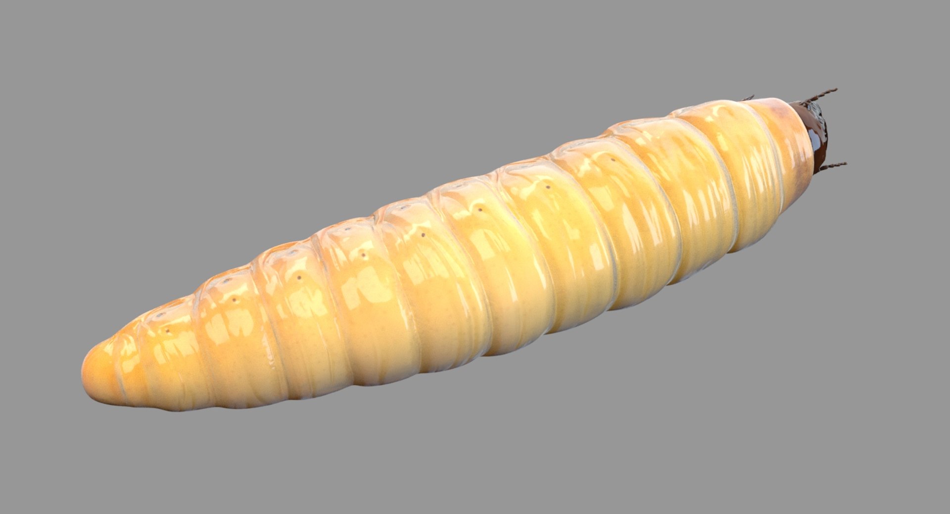 Realistic Maggot Model - TurboSquid 1424446
