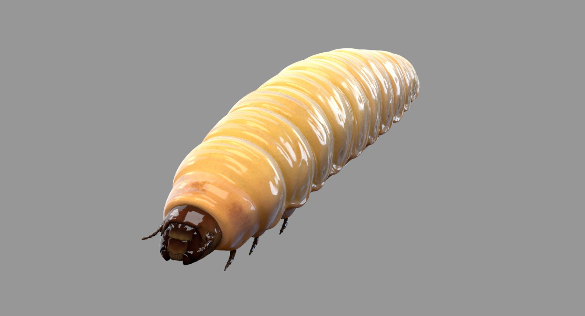Realistic Maggot Model - TurboSquid 1424446