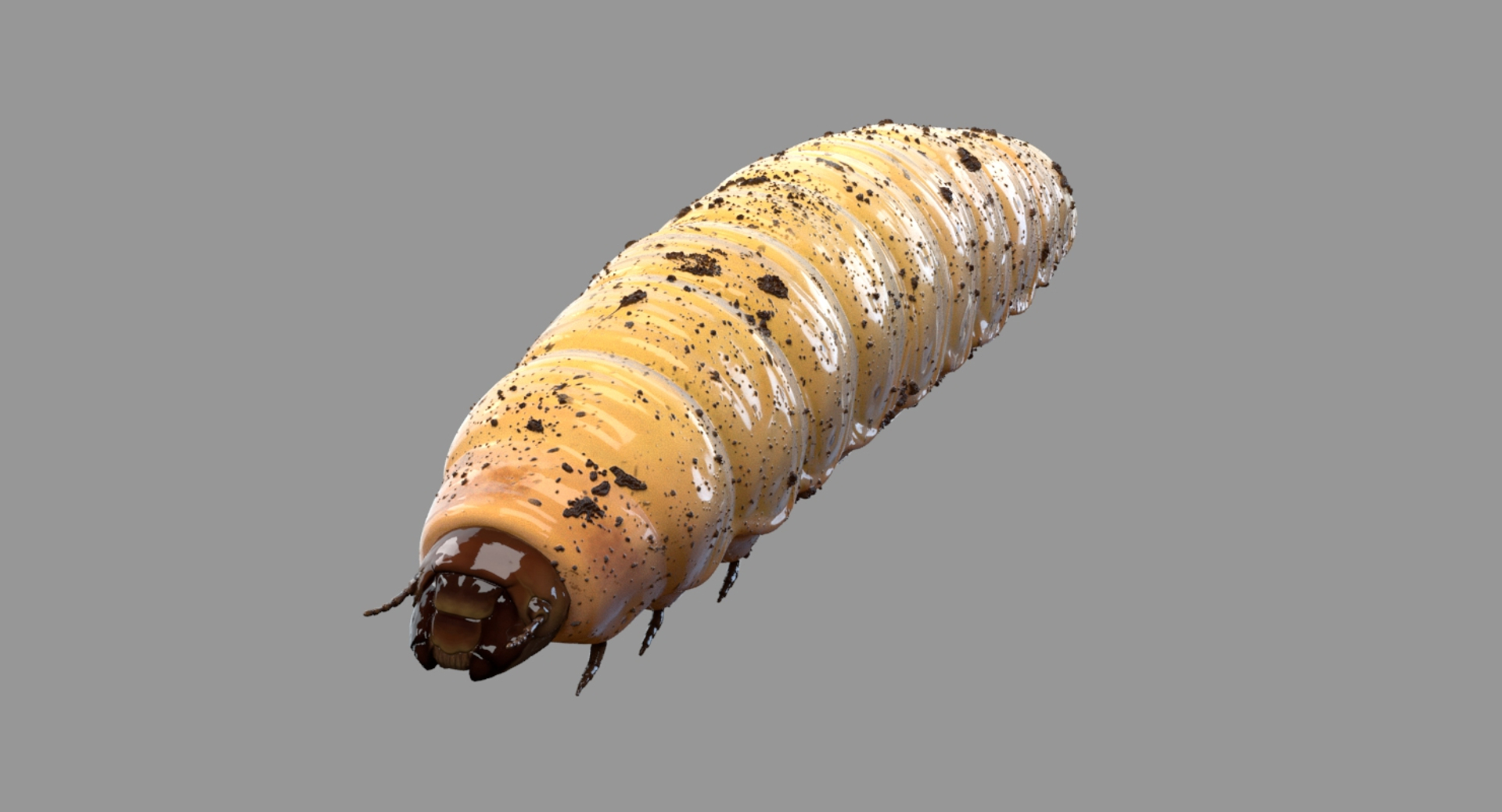 Realistic Maggot Model - TurboSquid 1424446
