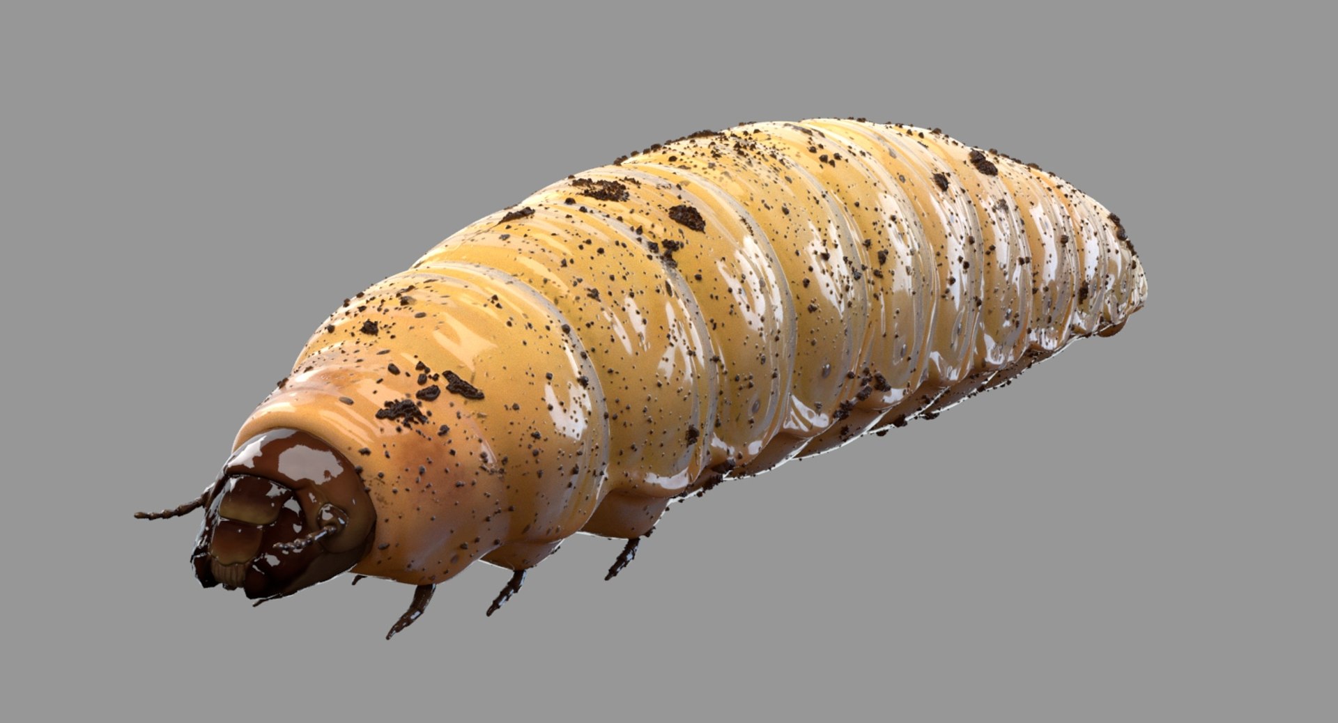 Realistic Maggot Model - TurboSquid 1424446