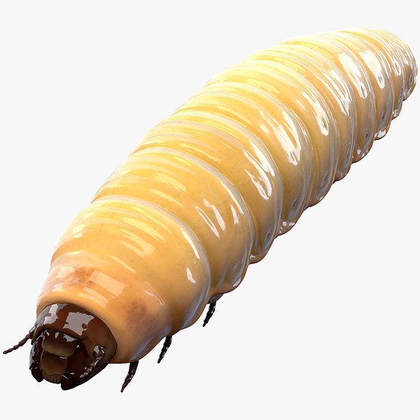 3D realistic maggot pose model - TurboSquid 1424826
